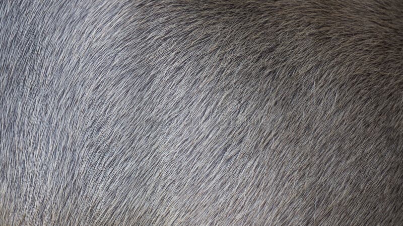 Water Buffalo Skin Texture Stock Photos - Free & Royalty-Free Stock ...