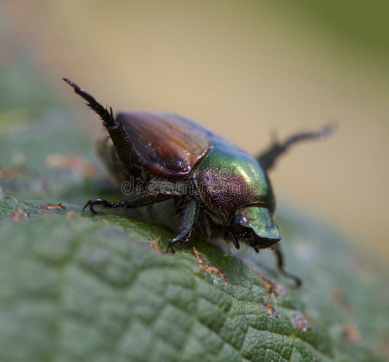 Hairy bug stock photo. Image of head, pest, legs, beetle - 75839194