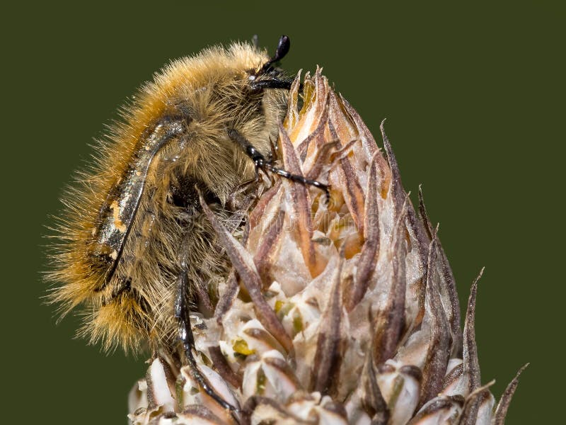 Hairy Bug Stock Photos - Download 14,508 Royalty Free Photos