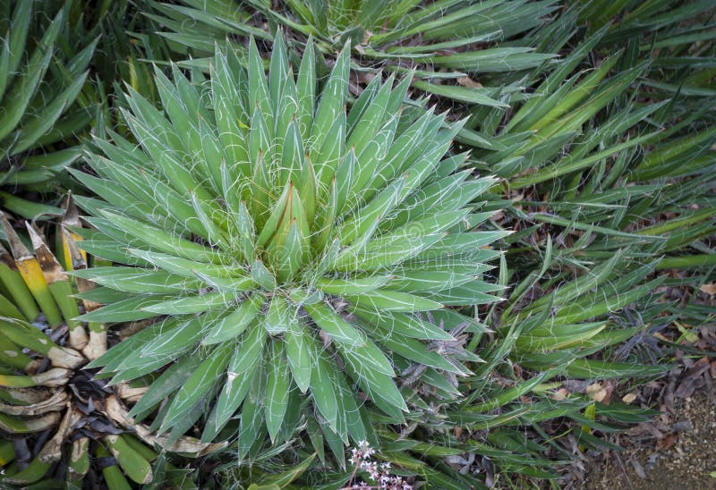 Hairy Cactus stock image. Image of nature, round, hairy - 163916323