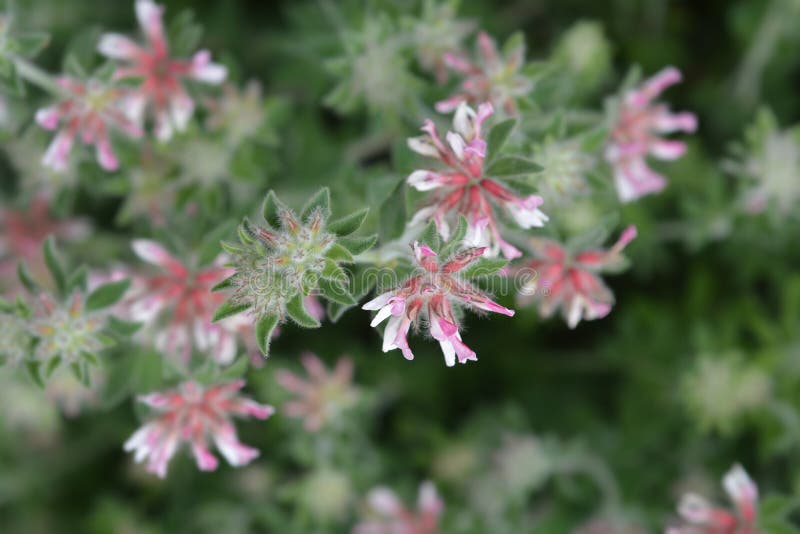Hairy canary clover stock photo. Image of flower, plant - 158443960