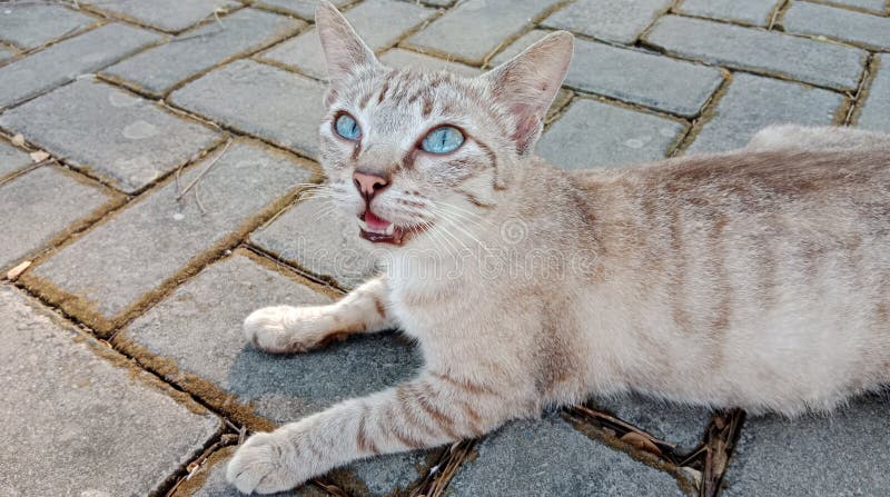 Hairy Cat Sharp Fangs Stock Photos - Free & Royalty-Free Stock Photos ...