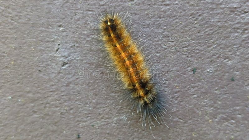 Caterpillar Insect Walking on Ground in Indian Agriculture Farm Stock ...