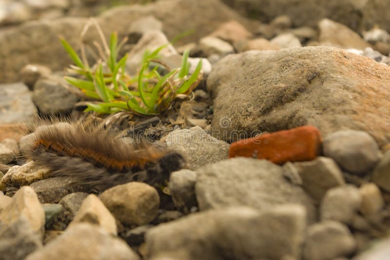 Hairy Caterpillar on a Mountain Path Editorial Photography - Image of ...