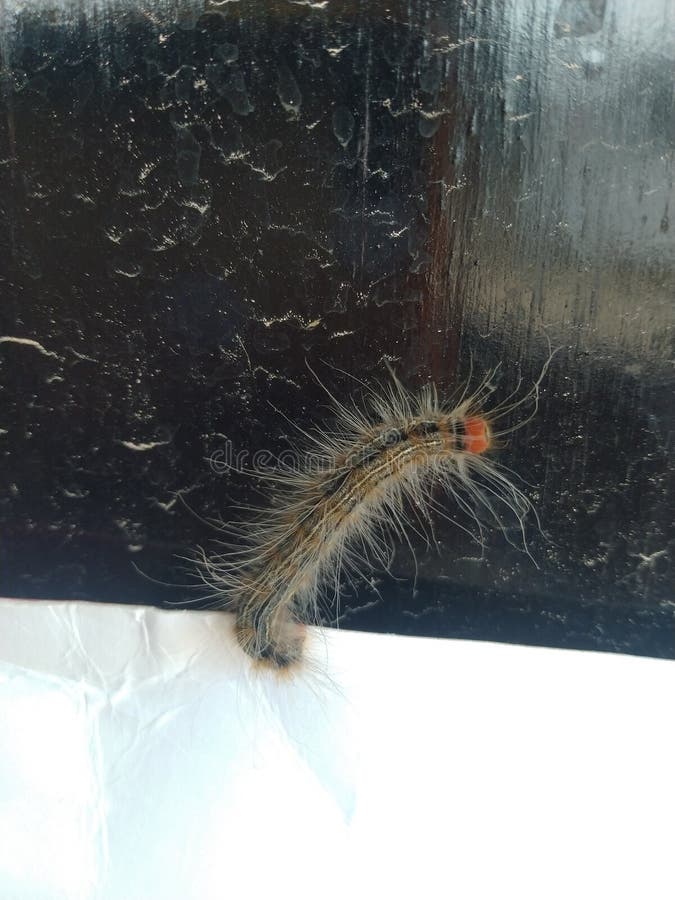 Hairy Caterpillar Outside Closeup Stock Photo - Image of outside ...