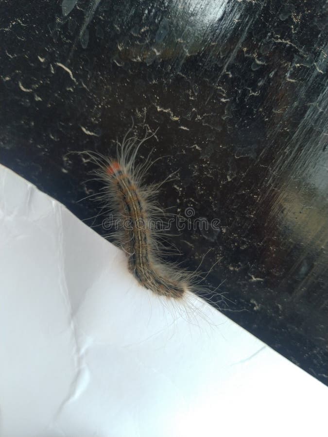 Hairy Caterpillar Outside Closeup Stock Photo - Image of insect ...