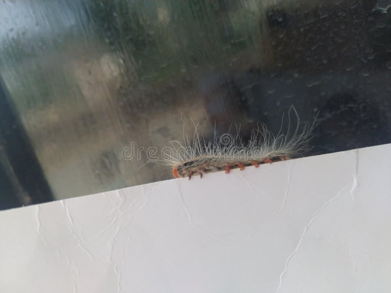 Hairy Caterpillar Outside Closeup Stock Image - Image of drawing, hairy ...