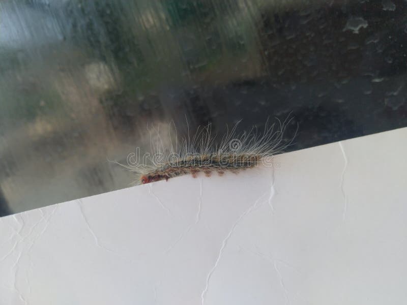 Hairy Caterpillar Outside Closeup Stock Image - Image of outside ...