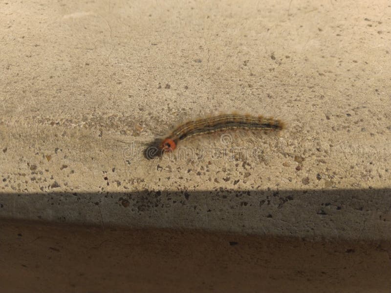 Hairy Caterpillar Outside Closeup Stock Image - Image of invertebrate ...