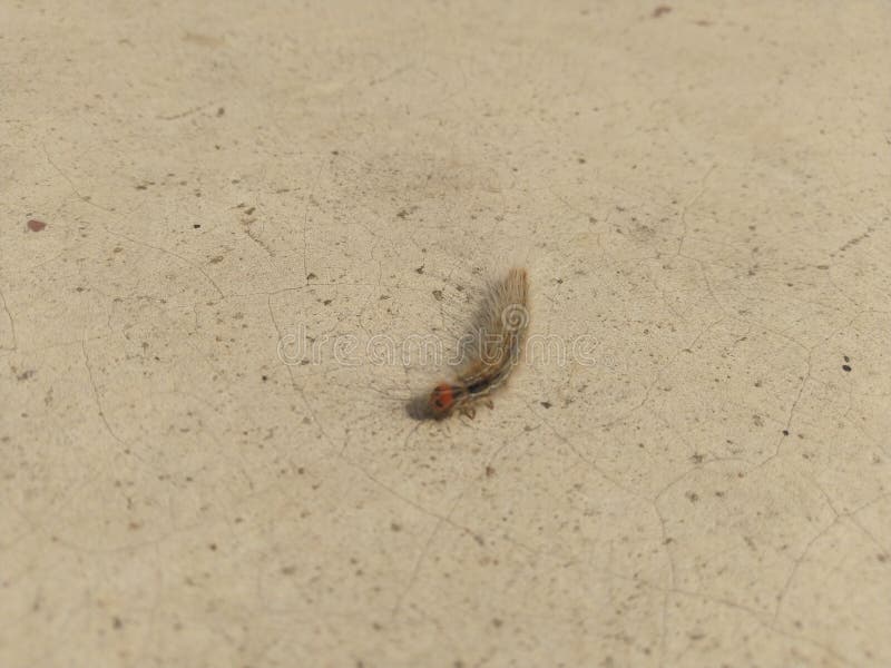 Hairy Caterpillar Outside Closeup Stock Photo - Image of outside ...