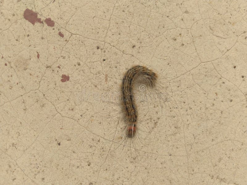 Hairy Caterpillar Outside Closeup Stock Image - Image of leaf, wood ...