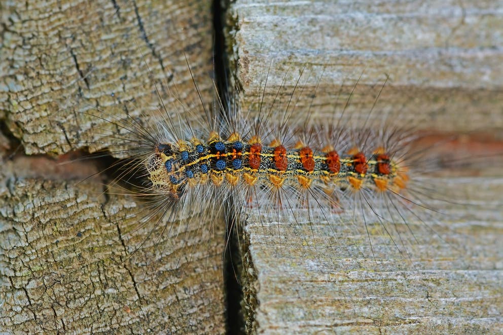 Hairy Caterpillar on a Tree Stock Image - Image of devastate, forestry ...