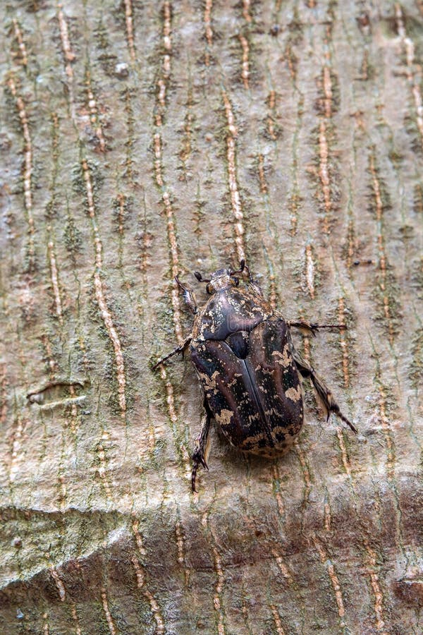 Hairy Chafer Scarab Crawl on the Trunk of the Tree Stock Image - Image ...