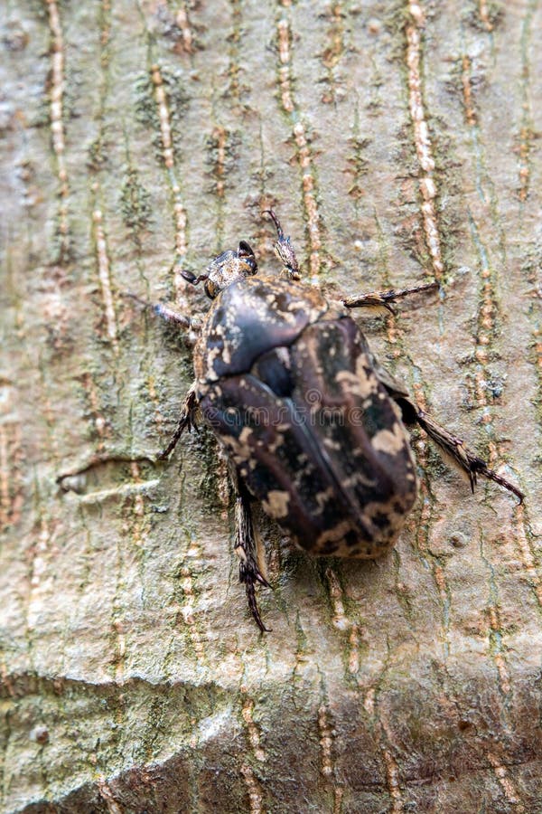 Hairy Chafer Scarab Crawl on the Trunk of the Tree Stock Photo - Image ...