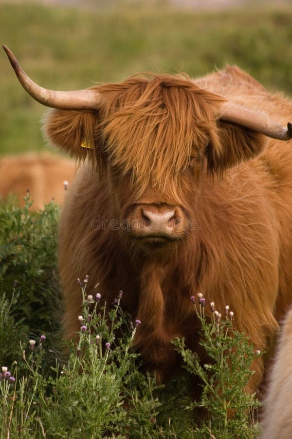 Hairy Cow stock photo. Image of typically, cute, farming - 3062186