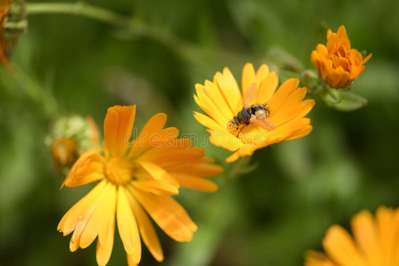 Hairy Fly Sucking Nectar Form Orange Daisy Stock Photo - Image of nature, orange: 375976612
