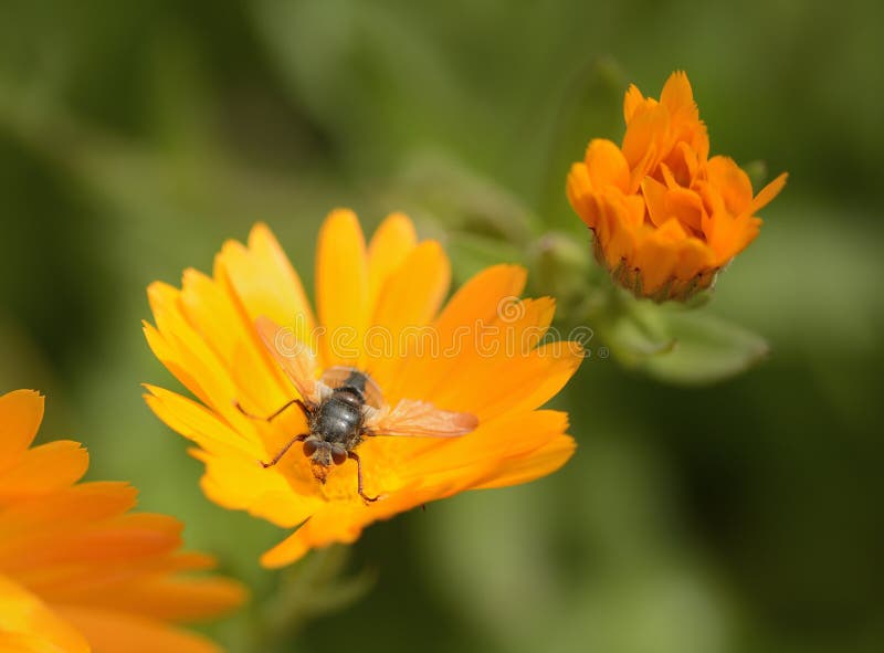 Hairy Fly Sucking Nectar Form Orange Daisy Stock Image - Image of insect, flower: 375976703