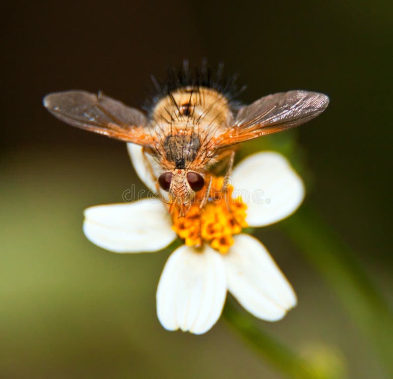 Hairy Flying Insects Copulating Stock Image - Image of vivid, nature ...