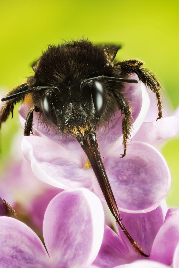 Hairy Footed Flower Bee Anthophora Plumipes Head Stock Photos - Free ...