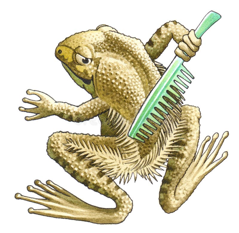 Hairy Frog stock illustration. Illustration of young - 15601867