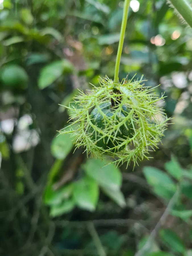 Hairy fruit stock photo. Image of turn, yellow, hairy - 262641816