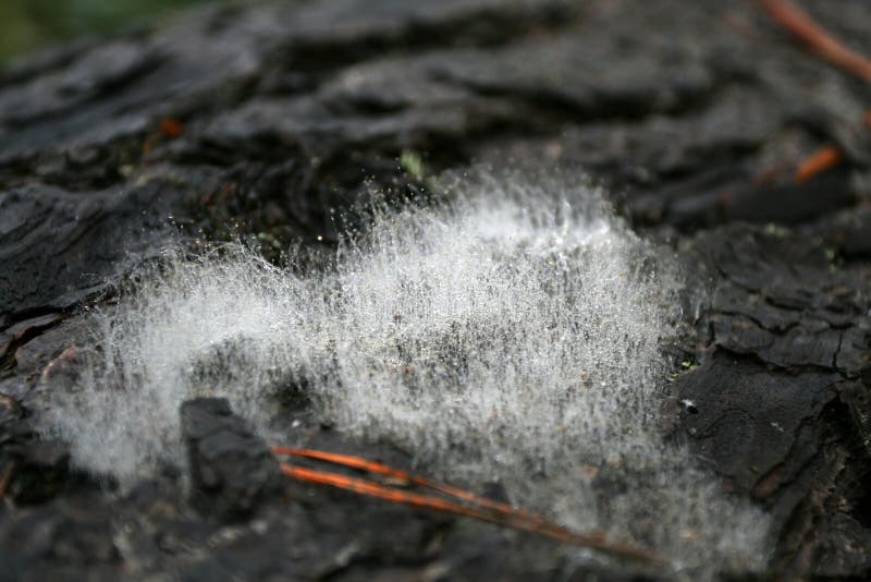 Hairy Fungus stock image. Image of mushroom, wood, parasitic - 1803187