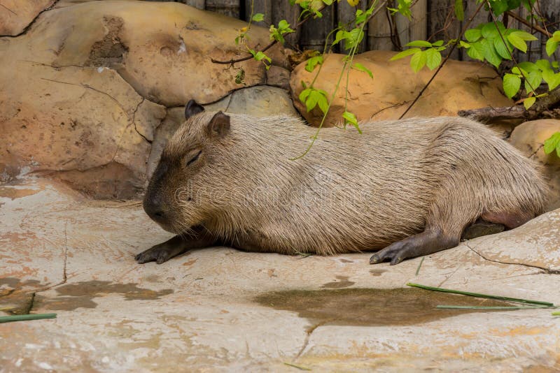 Hairy Grey Capybara Sleeping Zoo Stock Photos - Free & Royalty-Free ...
