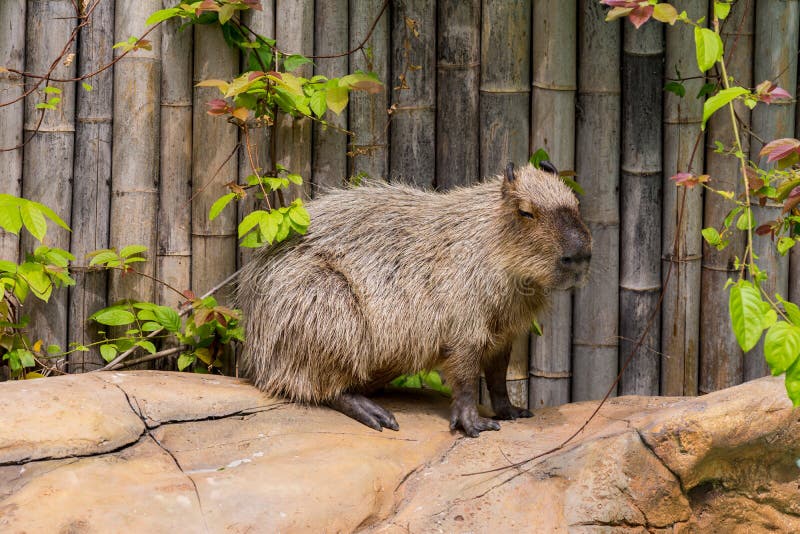 Hairy grey Capybara in zoo stock photo. Image of hair - 79196710