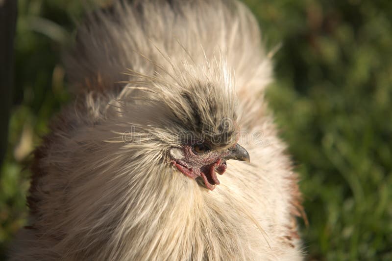 Hairy hen stock image. Image of birds, head, farm, curious - 2232483