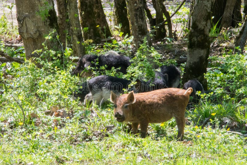 Hairy Hungarian stock photo. Image of baby, hair, foliage - 91508566