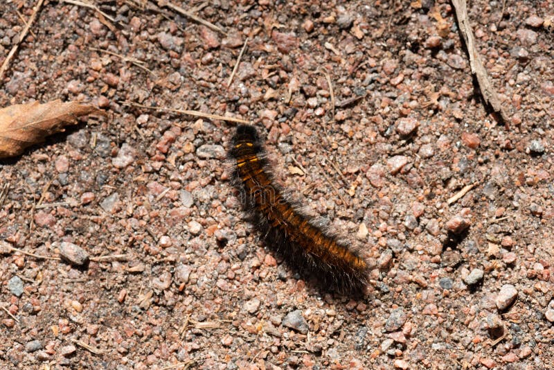 A Hairy Larvae Crawling in the Sand Stock Photo - Image of hairy ...