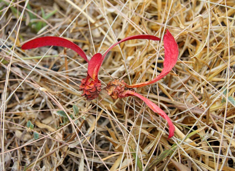 Hairy-leafed apitong stock photo. Image of ground, seed - 75796234