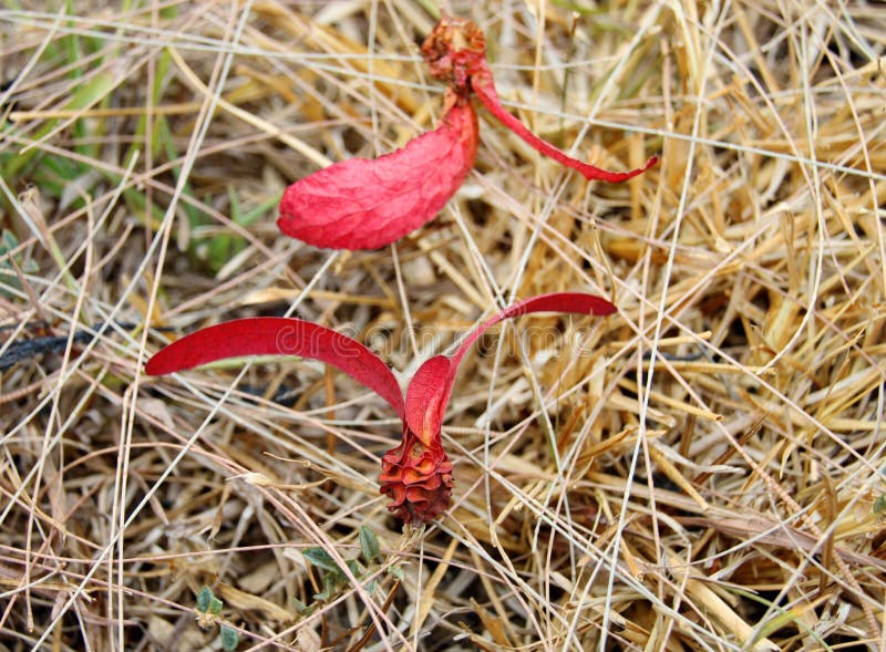 Hairy-leafed apitong stock photo. Image of natural, apitong - 75796328