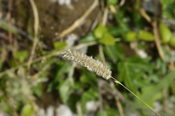 Hairy melic stock image. Image of garden, summer, green - 290241563