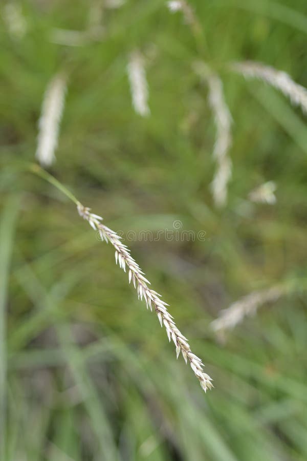 Hairy melic stock photo. Image of melic, ciliata, green - 206862820