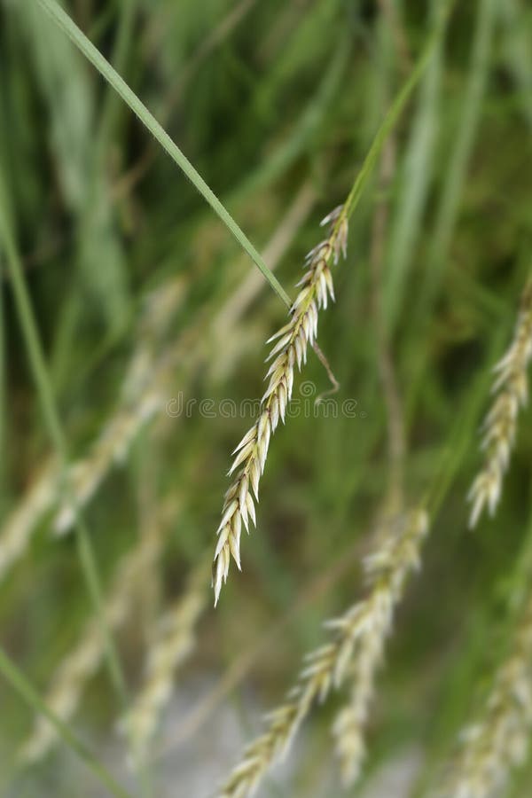 Hairy melic stock image. Image of nature, melic, plant - 280913501