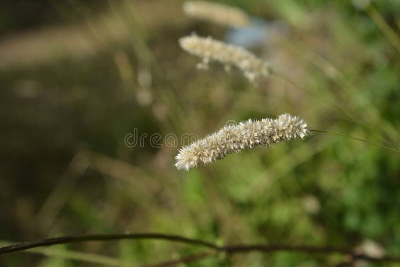 Hairy melic stock image. Image of botany, garden, hairy - 291404793