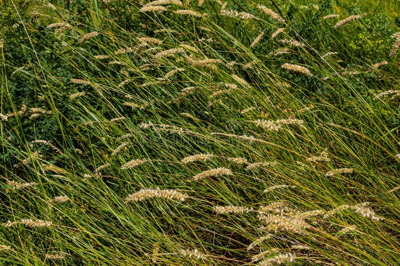 Hairy Melic Seeds - Latin Name - Melica Ciliata Stock Image - Image of ...