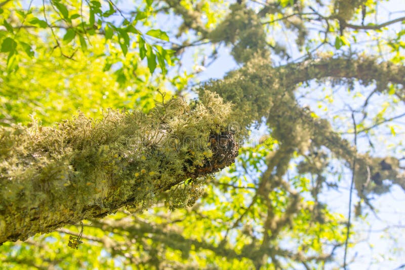 Hairy Moss or Lichen Growing Underneath a Tree Branch Stock Image ... Hairy Moss or Lichen Growing Underneath a Tree Branch Stock Image ...