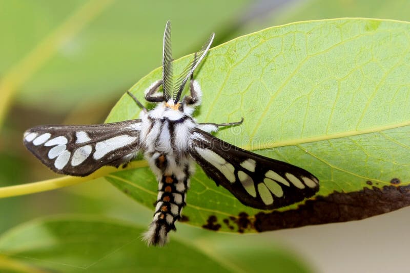 Hairy moth stock photo. Image of spinning, antennae, colorful - 6674102