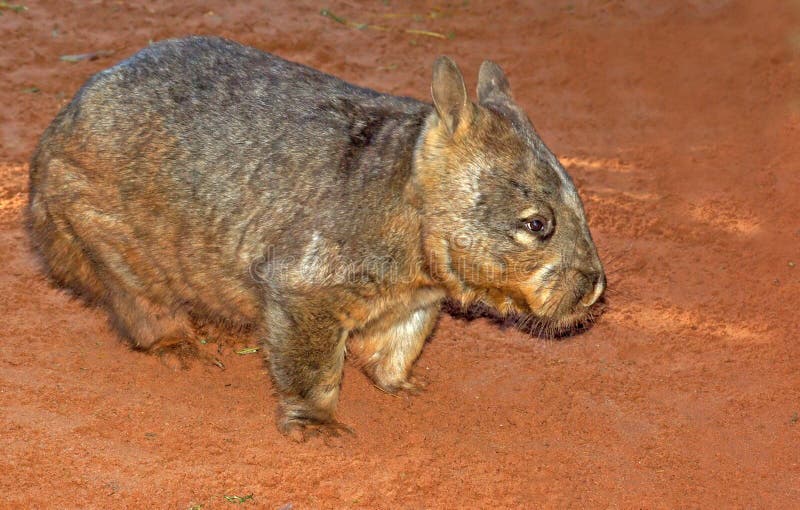 Hairy Nose wombat stock photo. Image of feet, mammal, wildlife - 8323258