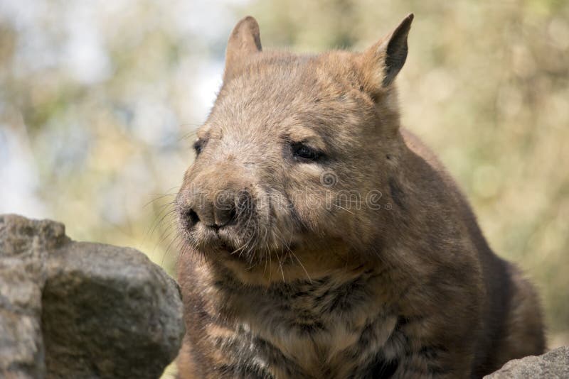 The Hairy Nosed Wombat is Grey and Brown with Whiskers Stock Photo ...