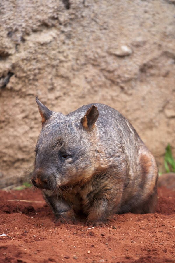 Hairy nosed wombat stock photo. Image of wildlife, nature - 41328092