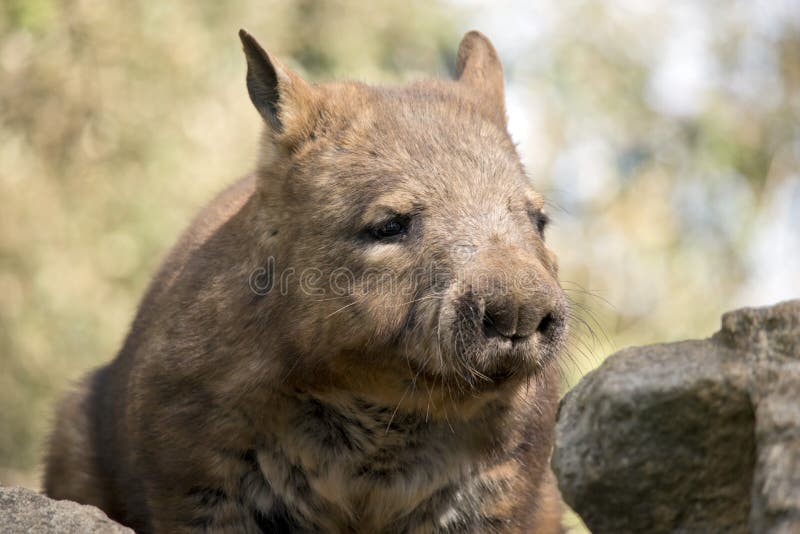 The Hairy Nosed Wombat is Grey and Brown with Whiskers Stock Image ...