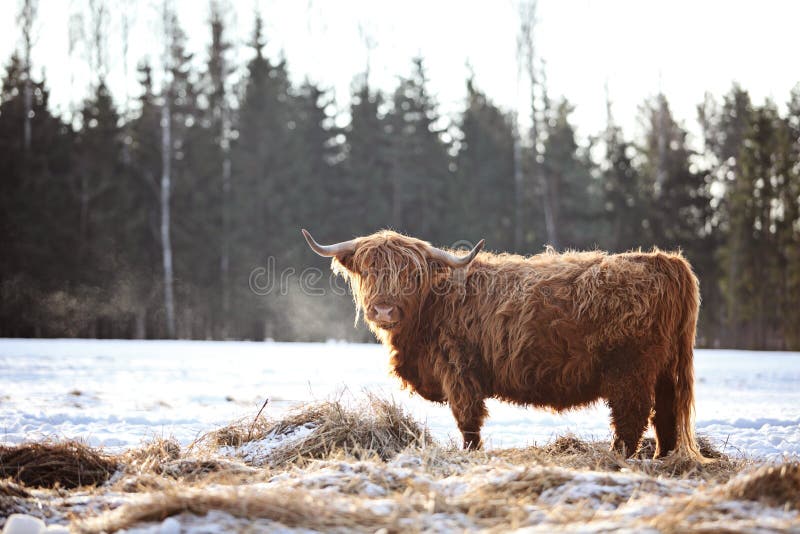 Hairy ox in the wintersnow stock photo. Image of docile - 28556670