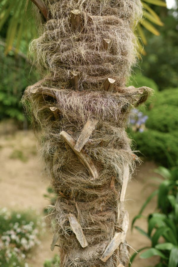 Hairy Palm Trunk. Details of a Palm Tree Trunk Stock Photo - Image of ...