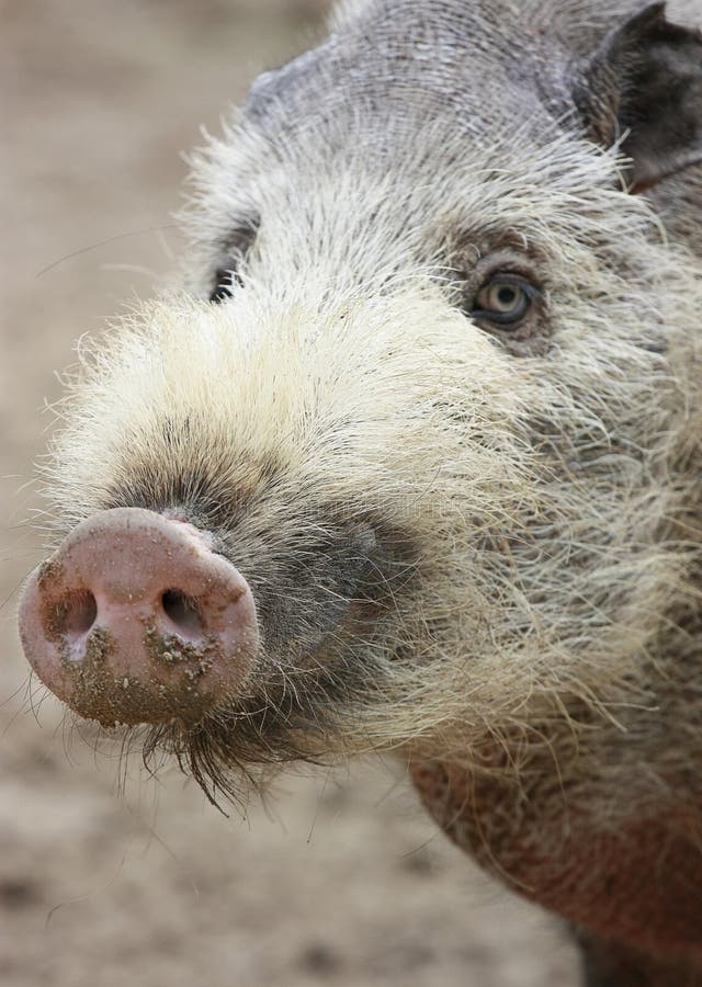 Hairy Pig stock photo. Image of nose, wildlife, swine - 12526584