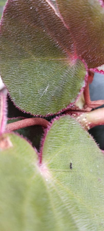 Hairy Red Begonia and an Ant Score Stock Photo - Image of purple ...