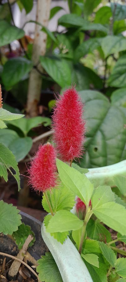 Hairy red flower stock image. Image of tree, nature - 262727641