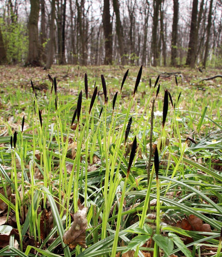 Hairy Sedge (Carex Pilosa) Grows in the Forest Stock Image - Image of ...
